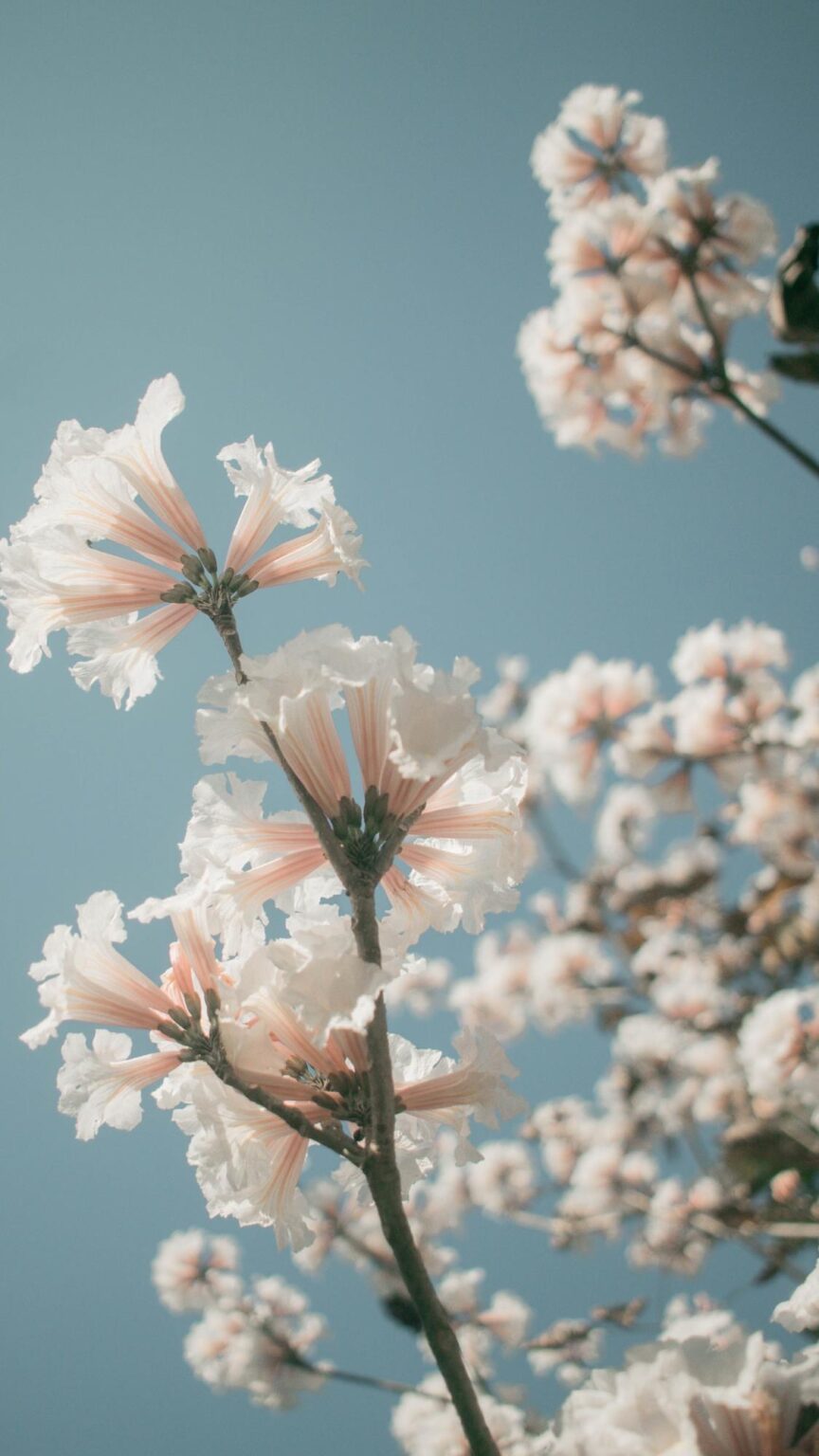 25 Best HD Spring Phone Wallpapers