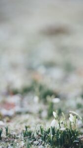 25 Best HD Spring Phone Wallpapers