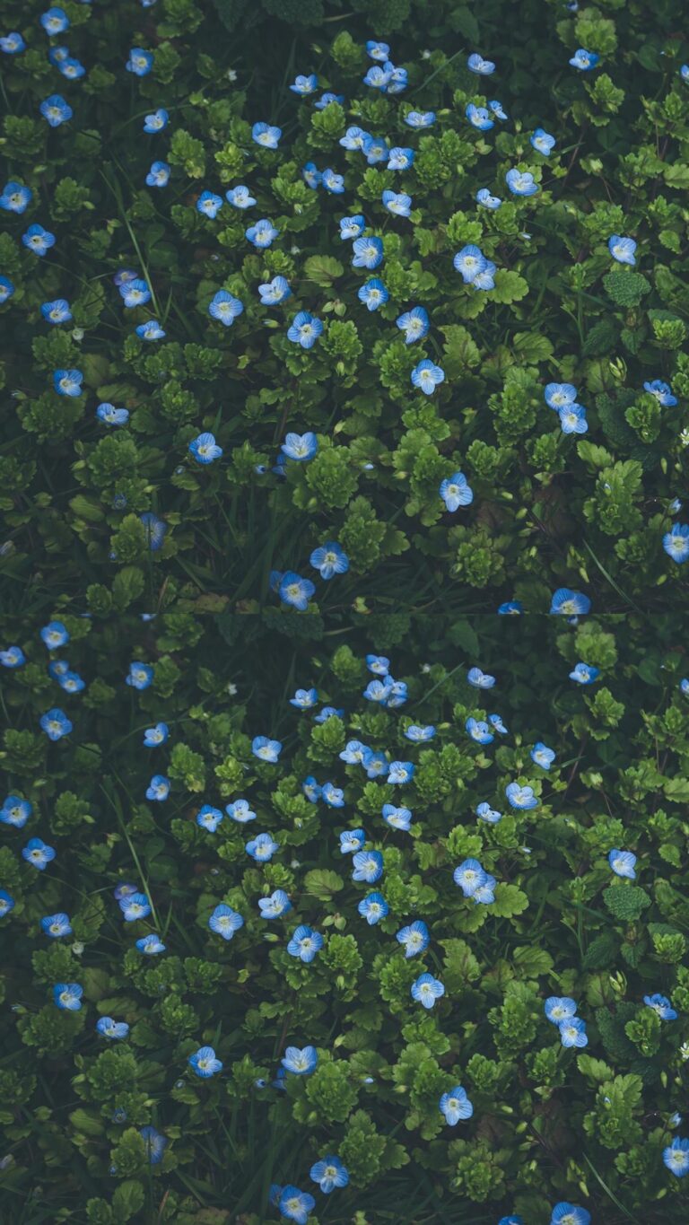 25 Best HD Spring Phone Wallpapers