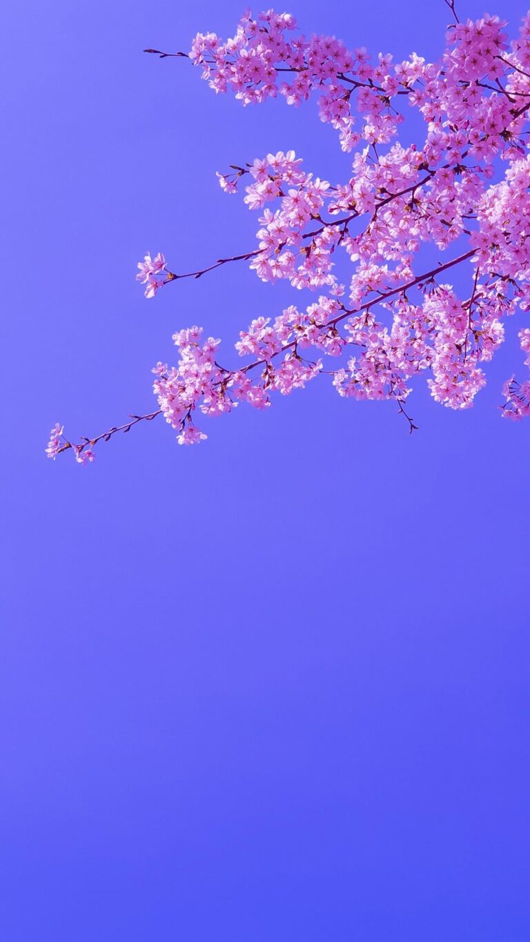 25 Best HD Spring Phone Wallpapers