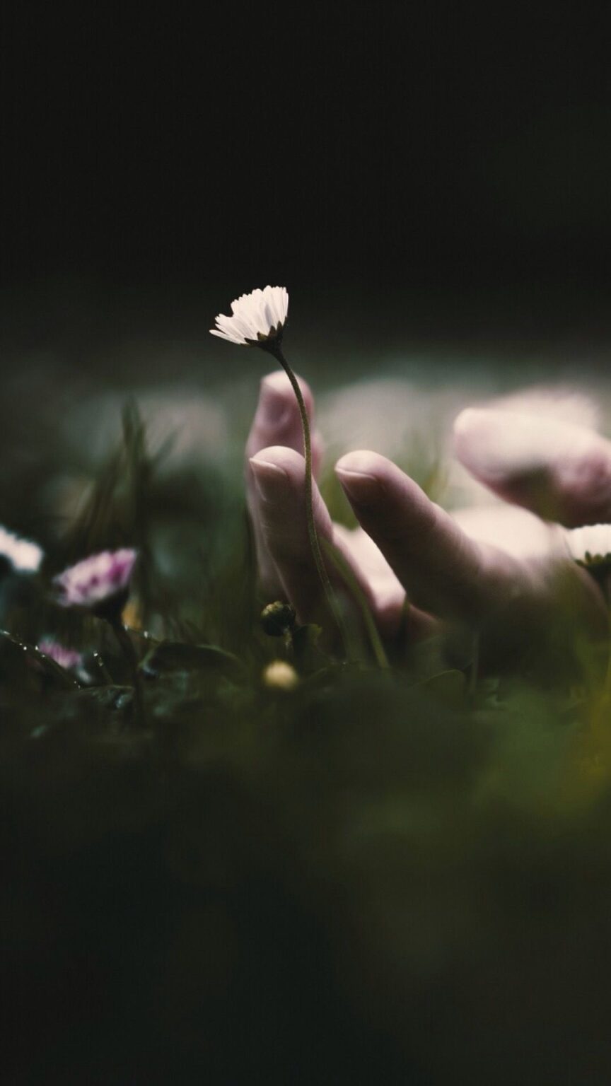 25 Best HD Spring Phone Wallpapers