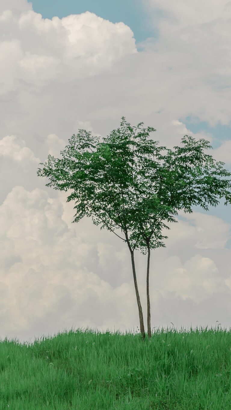 25 Best HD Spring Phone Wallpapers