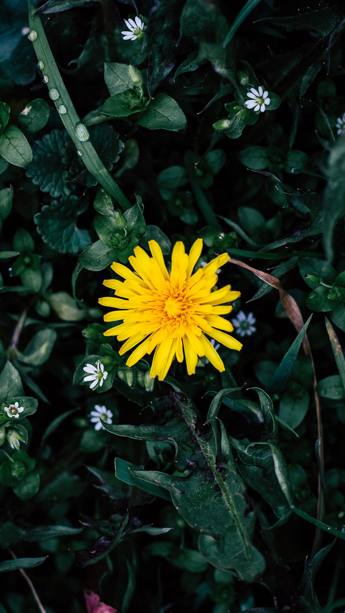 25 Best HD Spring Phone Wallpapers