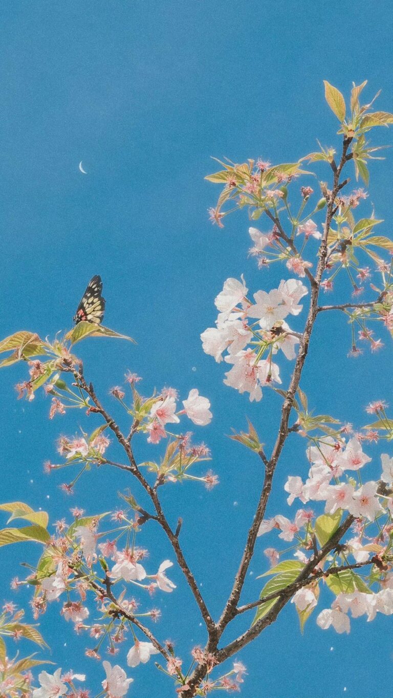 25 Best HD Spring Phone Wallpapers