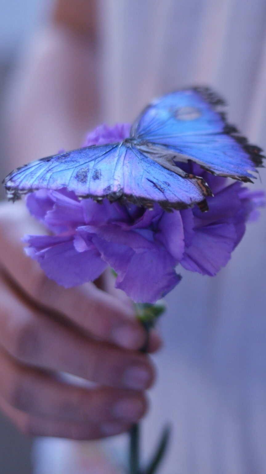 22 Stunning Butterfly Phone Wallpapers