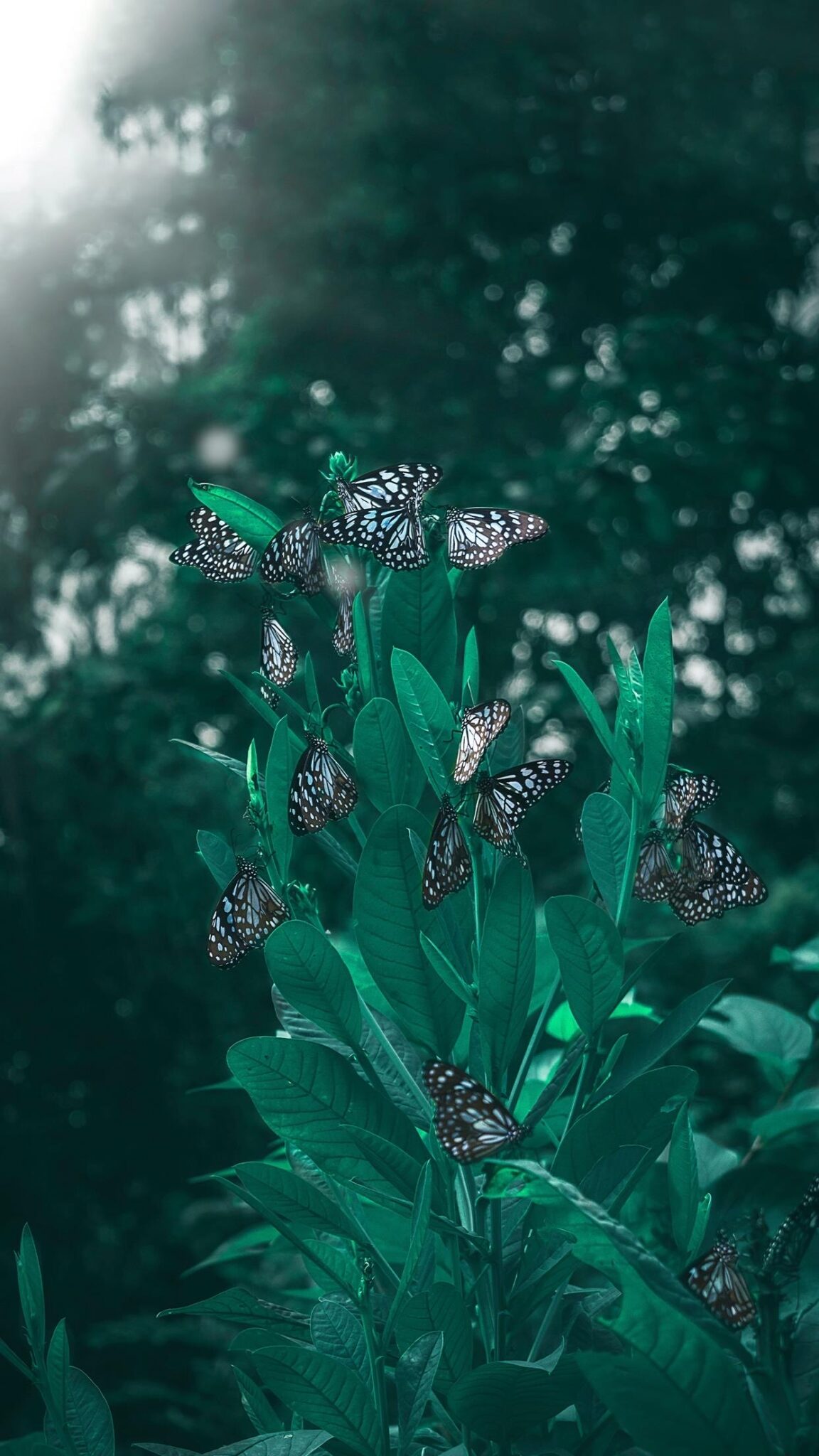22 Stunning Butterfly Phone Wallpapers