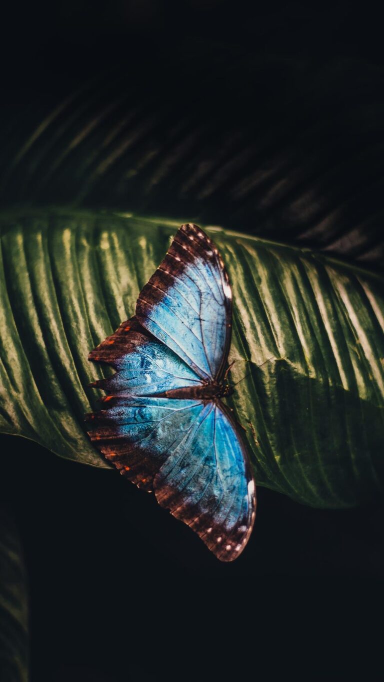22 Stunning Butterfly Phone Wallpapers