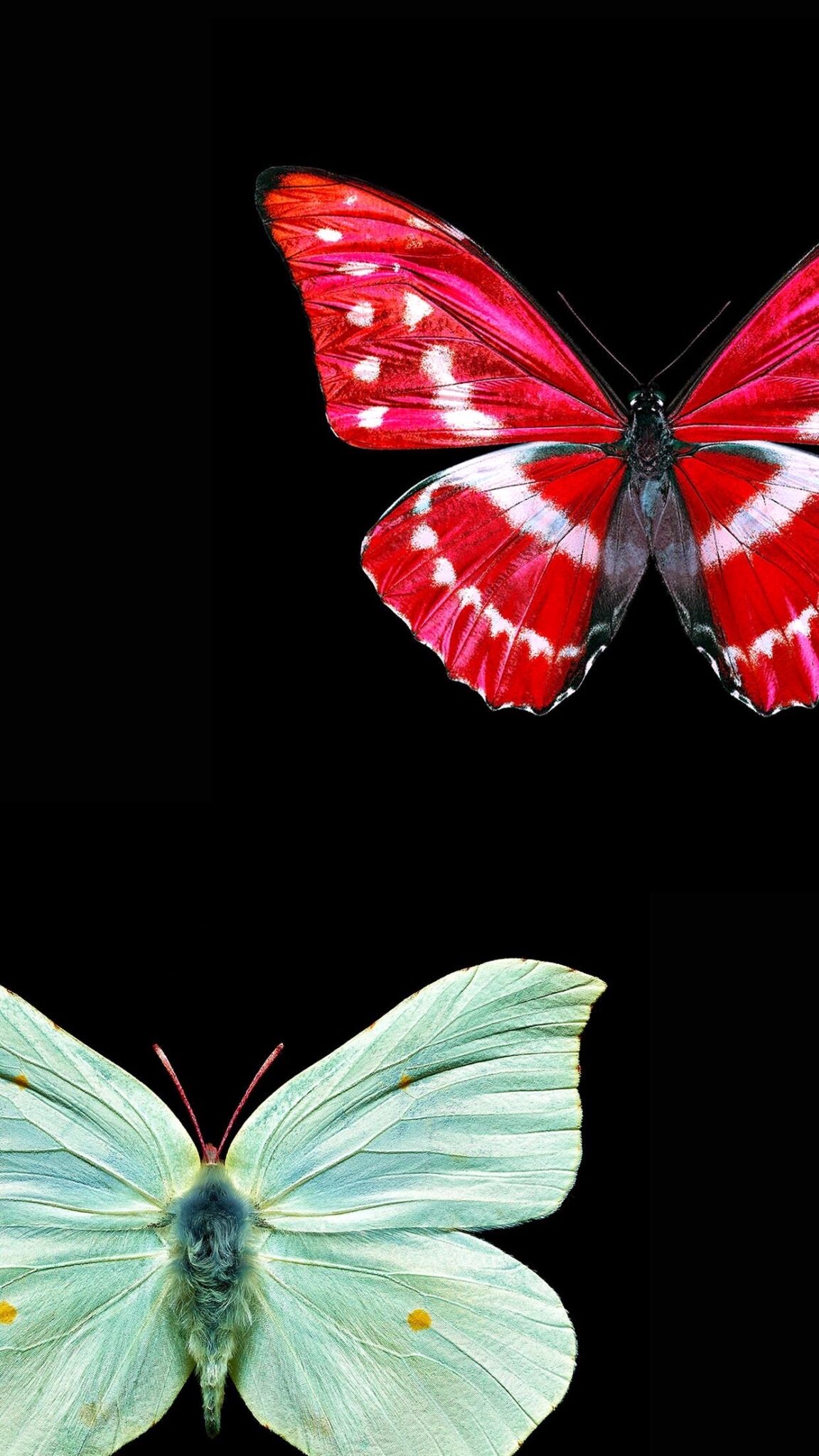 22 Stunning Butterfly Phone Wallpapers