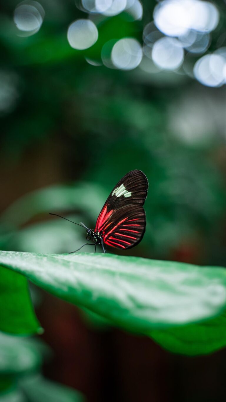 22 Stunning Butterfly Phone Wallpapers